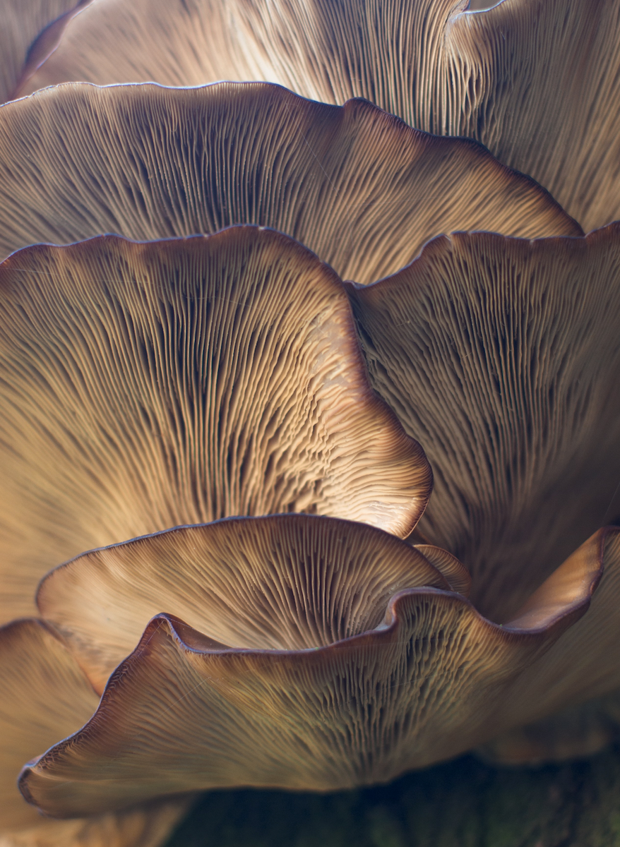 Les adaptogènes expliqués simplement – Cosm skin & mind